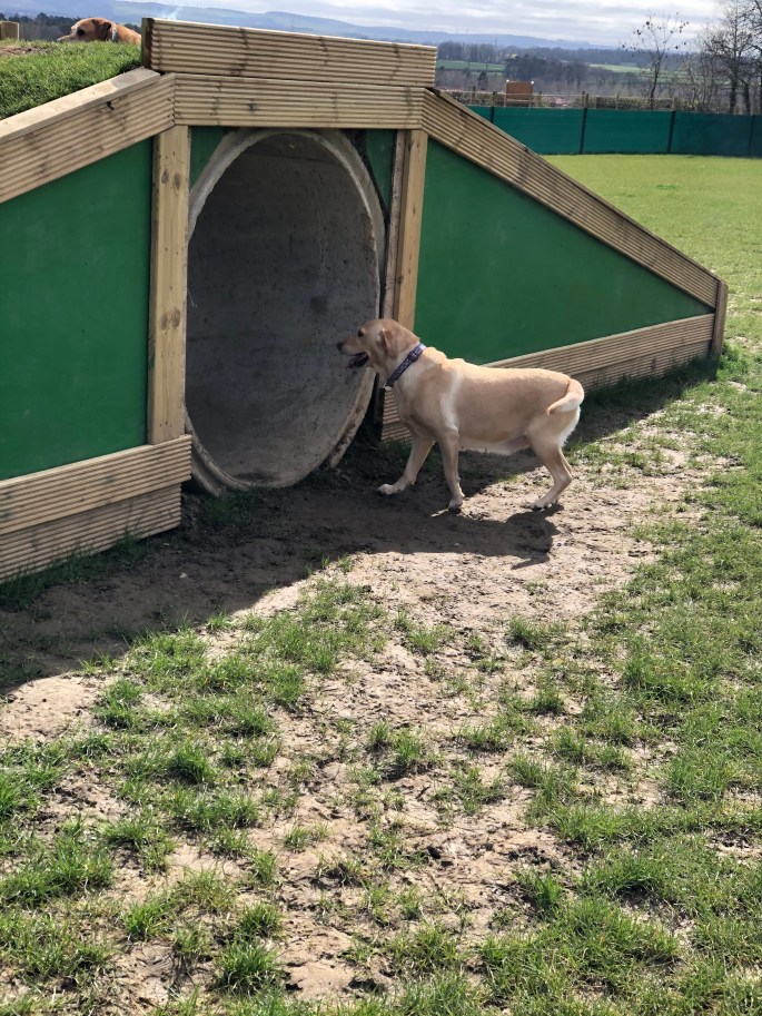 Fabulous afternoon at the dog park – smile each and every day